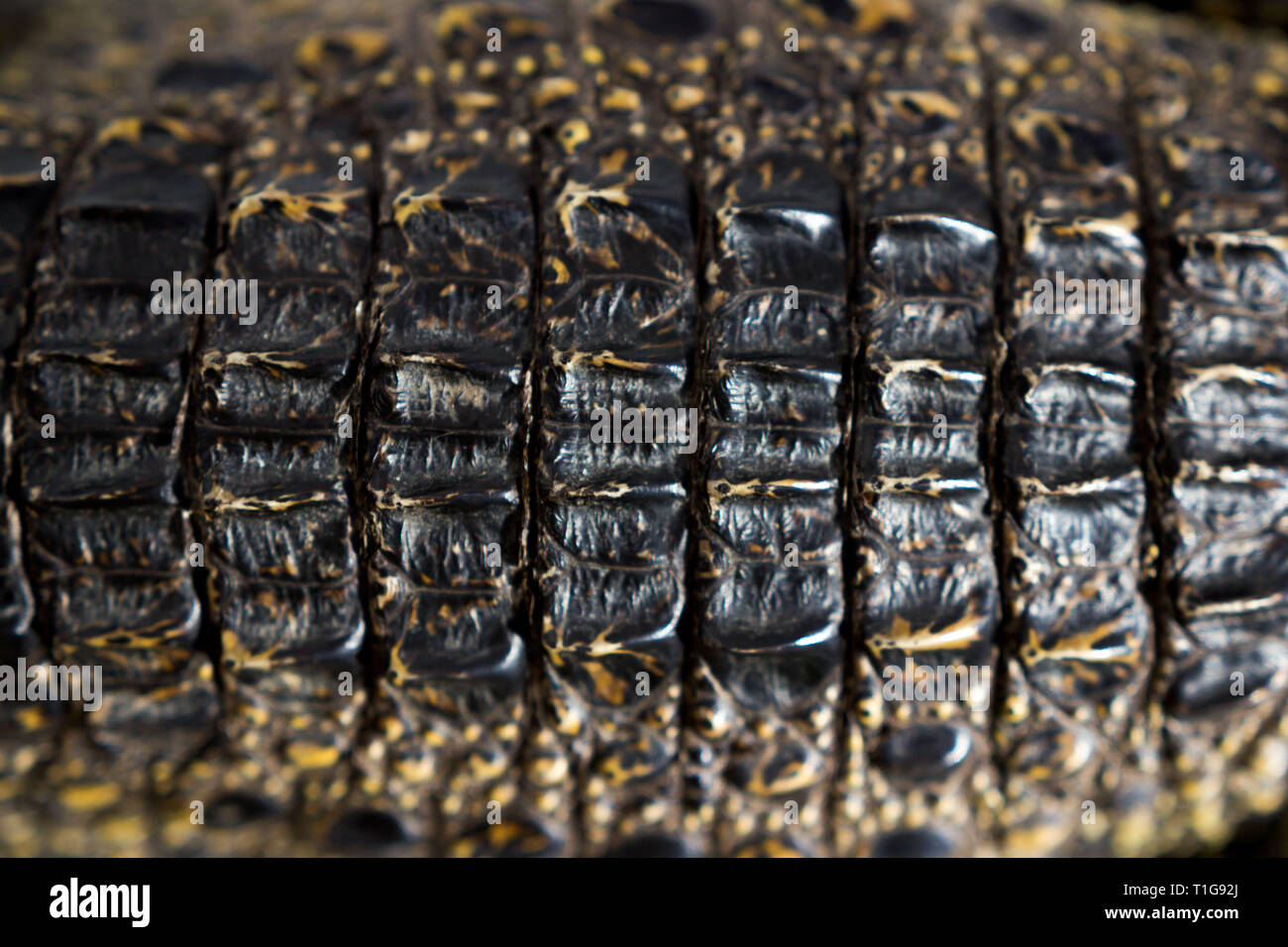 cub Nile crocodile Crocodylus niloticus. The texture of scaly skin on ...