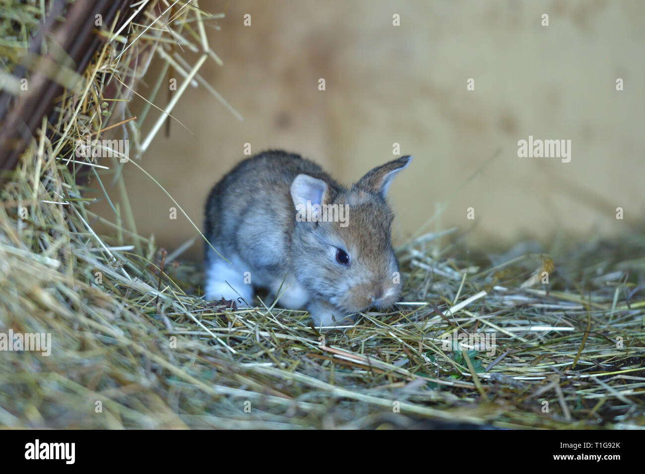 Baby rabbits in nest hi-res stock photography and images - Alamy