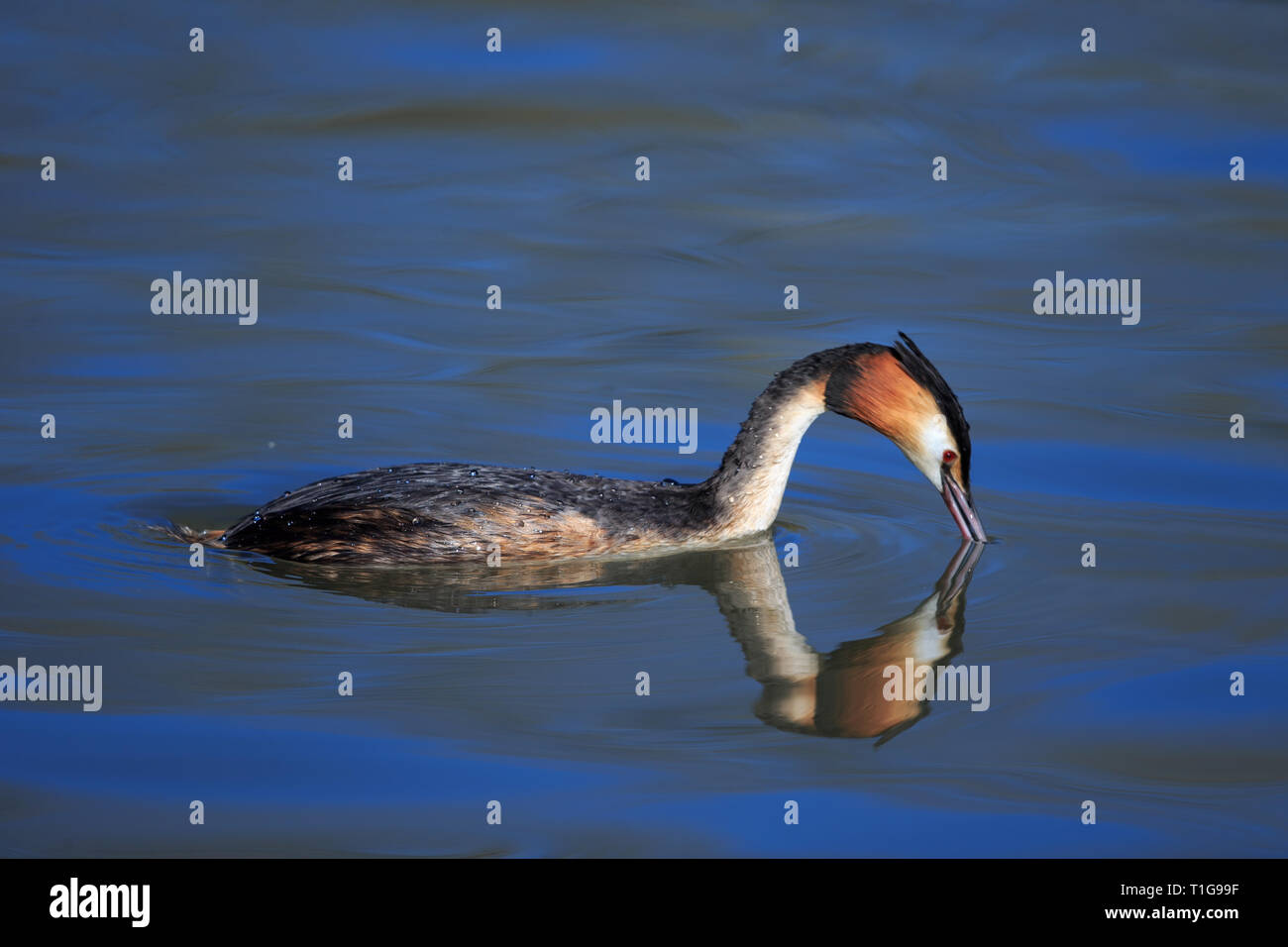 The great crested grebe is a member of the grebe family of water birds ...