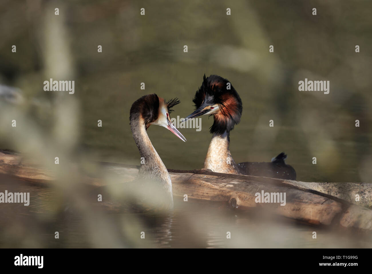 The great crested grebe is a member of the grebe family of water birds ...