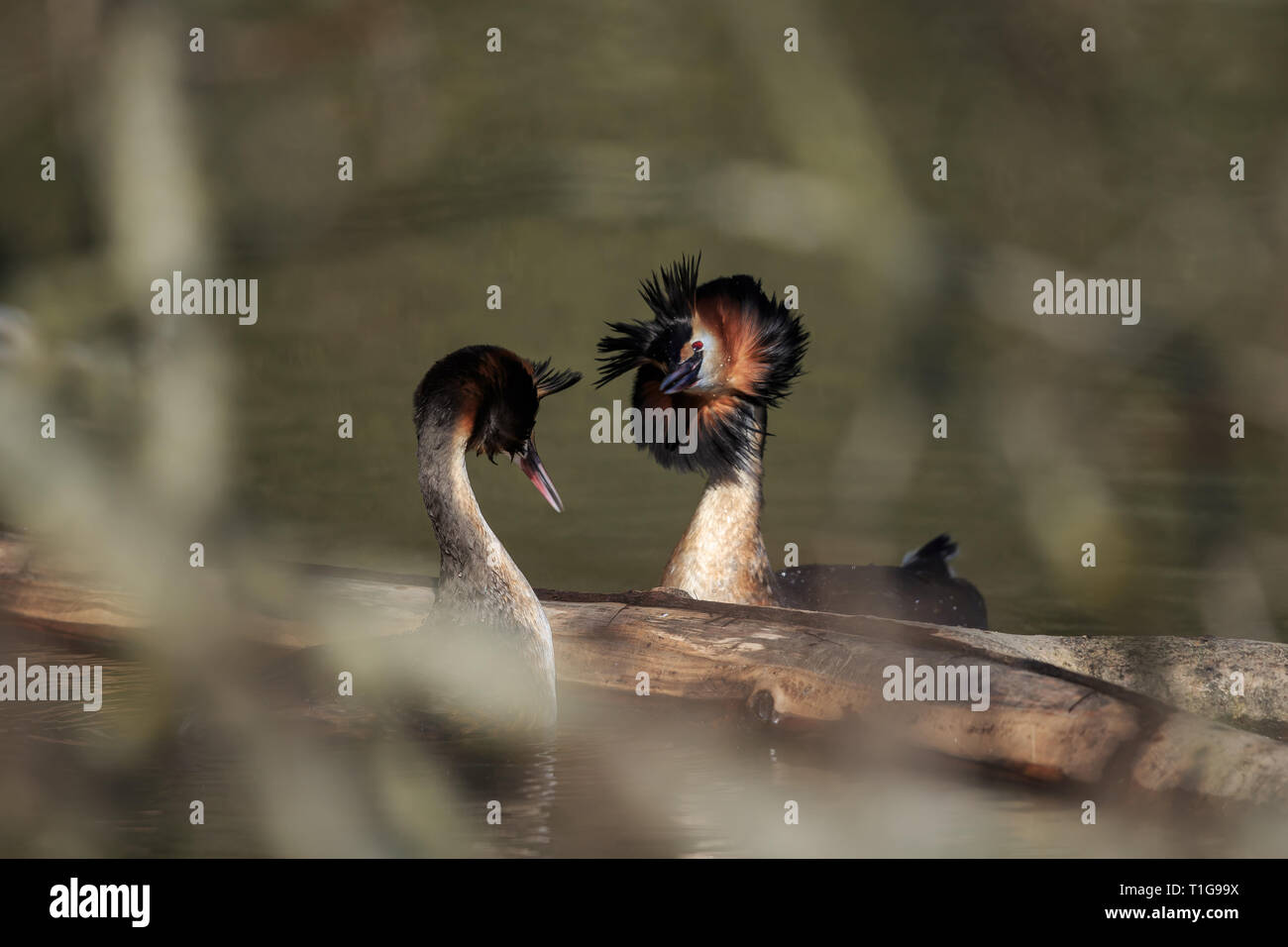 The great crested grebe is a member of the grebe family of water birds ...