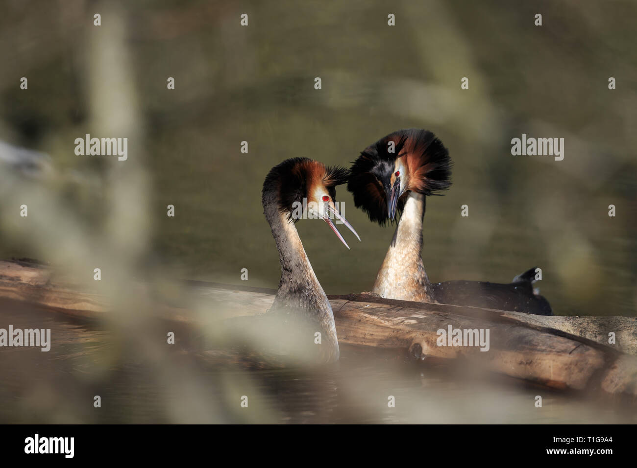The great crested grebe is a member of the grebe family of water birds ...