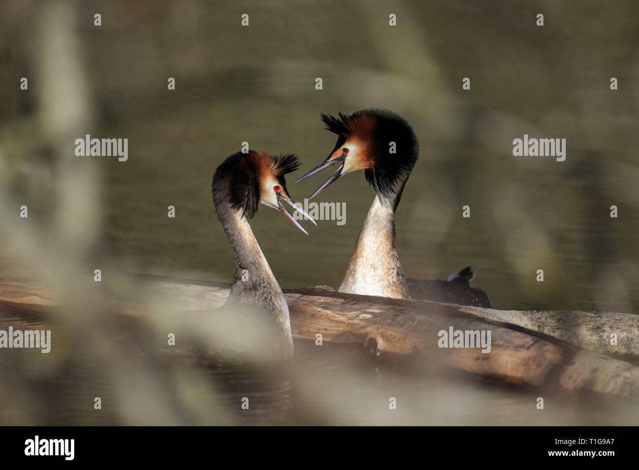 The great crested grebe is a member of the grebe family of water birds ...
