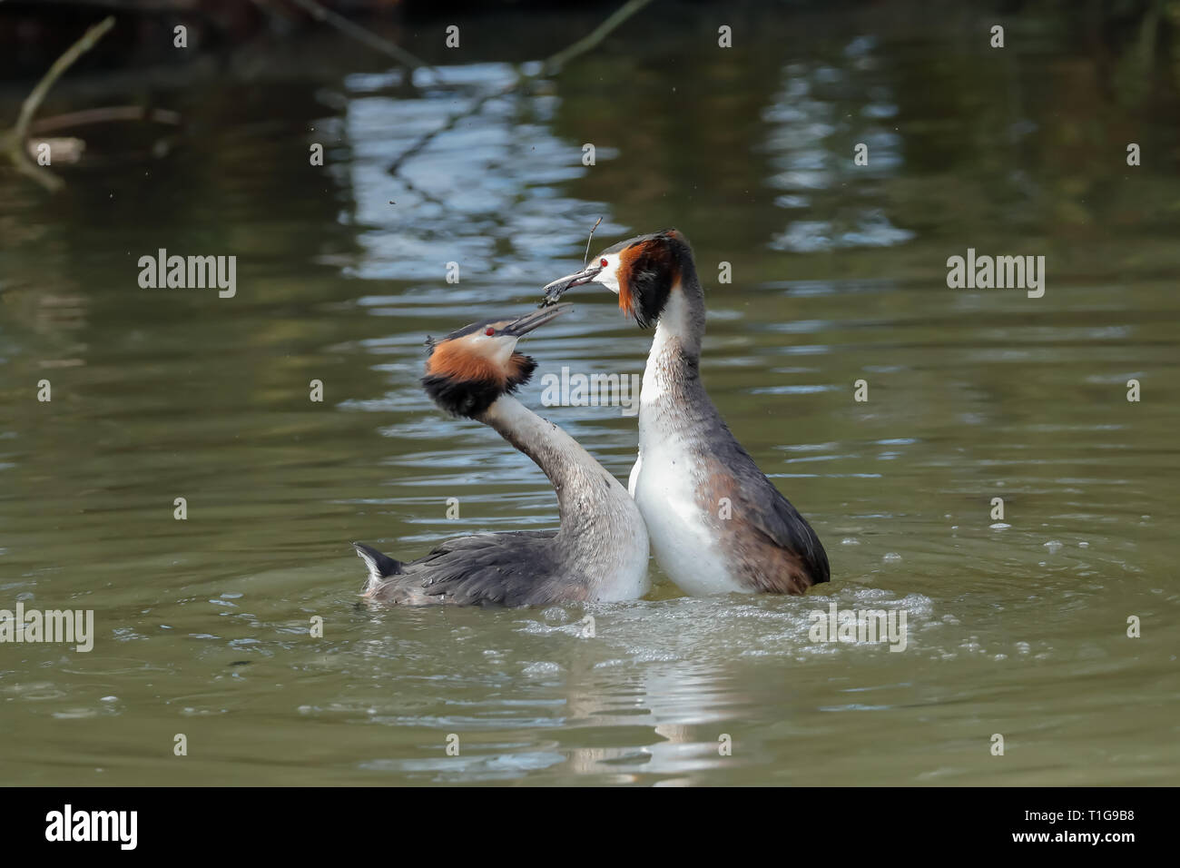The great crested grebe is a member of the grebe family of water birds ...