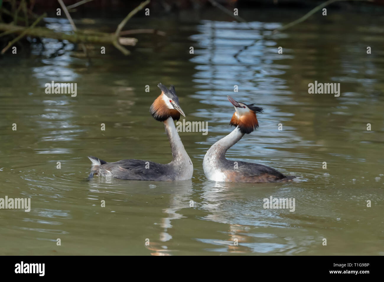 The great crested grebe is a member of the grebe family of water birds ...