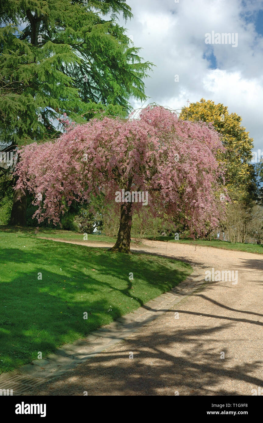 Park with pink tree Stock Photo - Alamy
