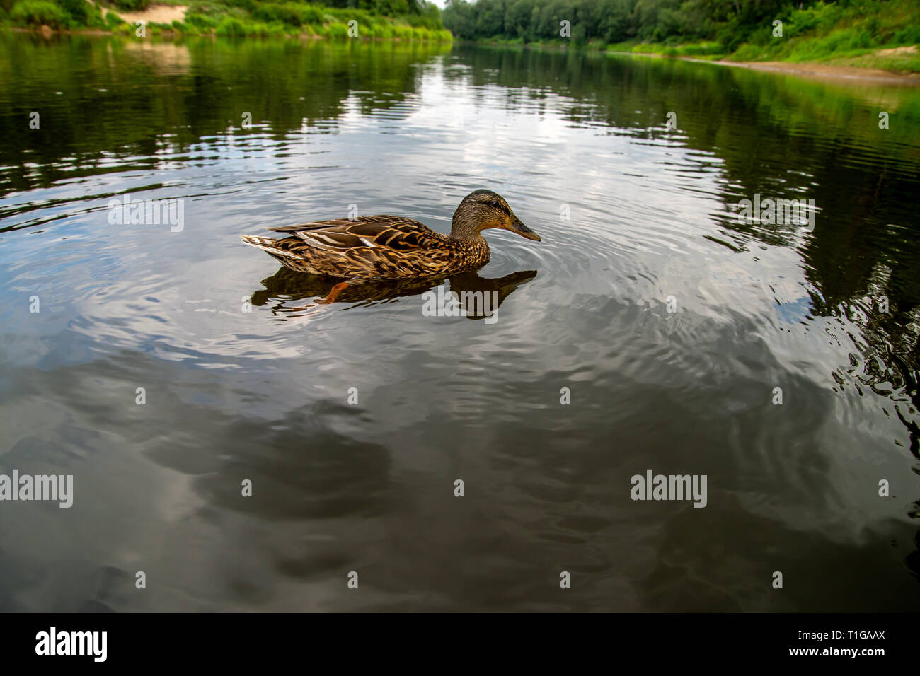 Duck swimming in the river Gauja. Duck on coast of river Gauja in ...