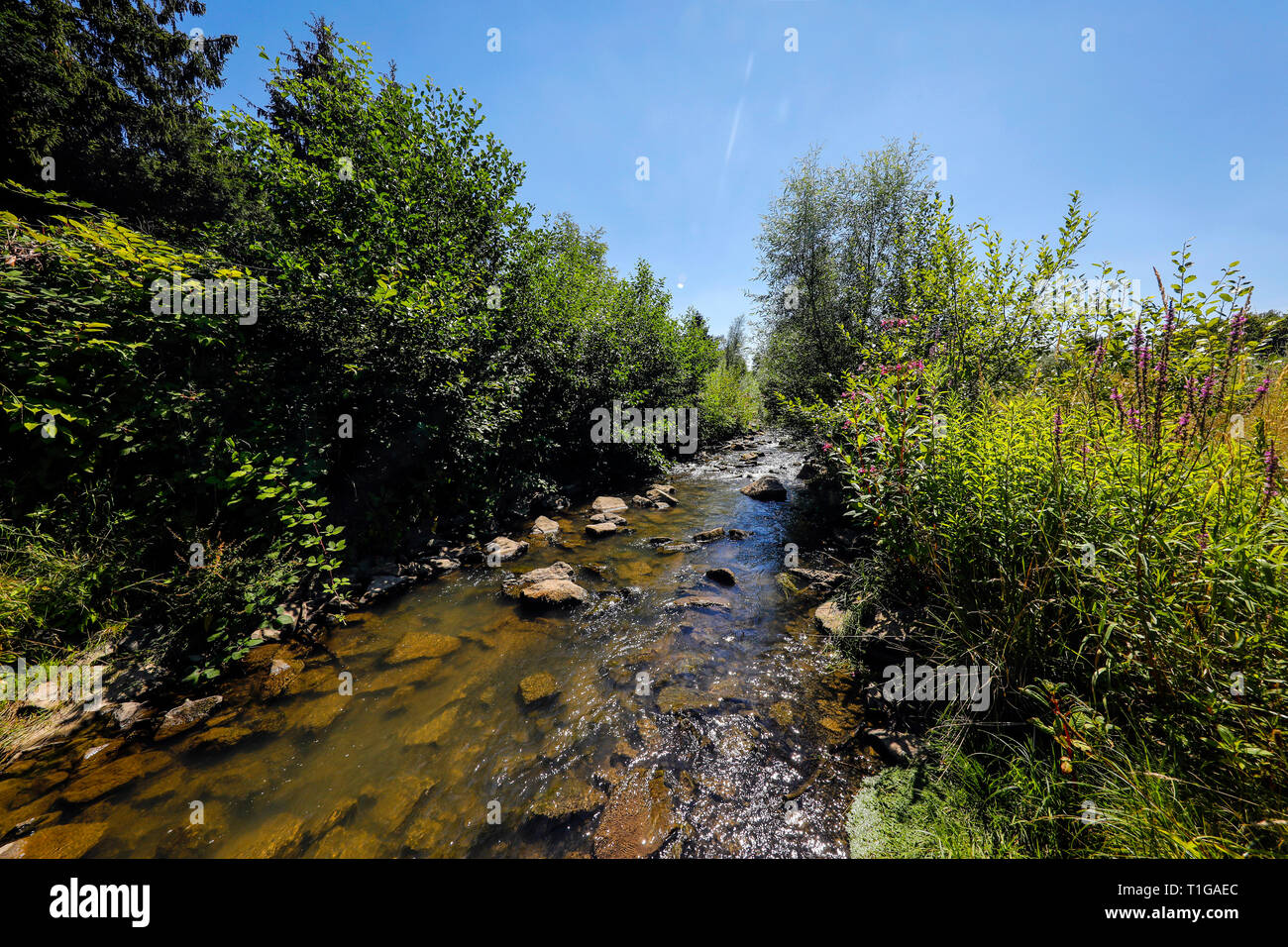 Ecological restoration rhine hi-res stock photography and images - Alamy