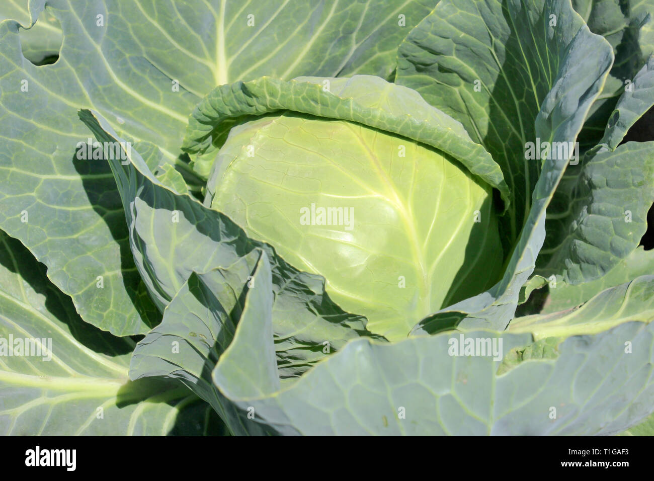 Kachan hi-res stock photography and images - Alamy