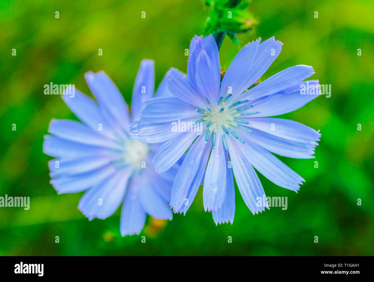 Chicory flowers on the green grass background Stock Photo - Alamy