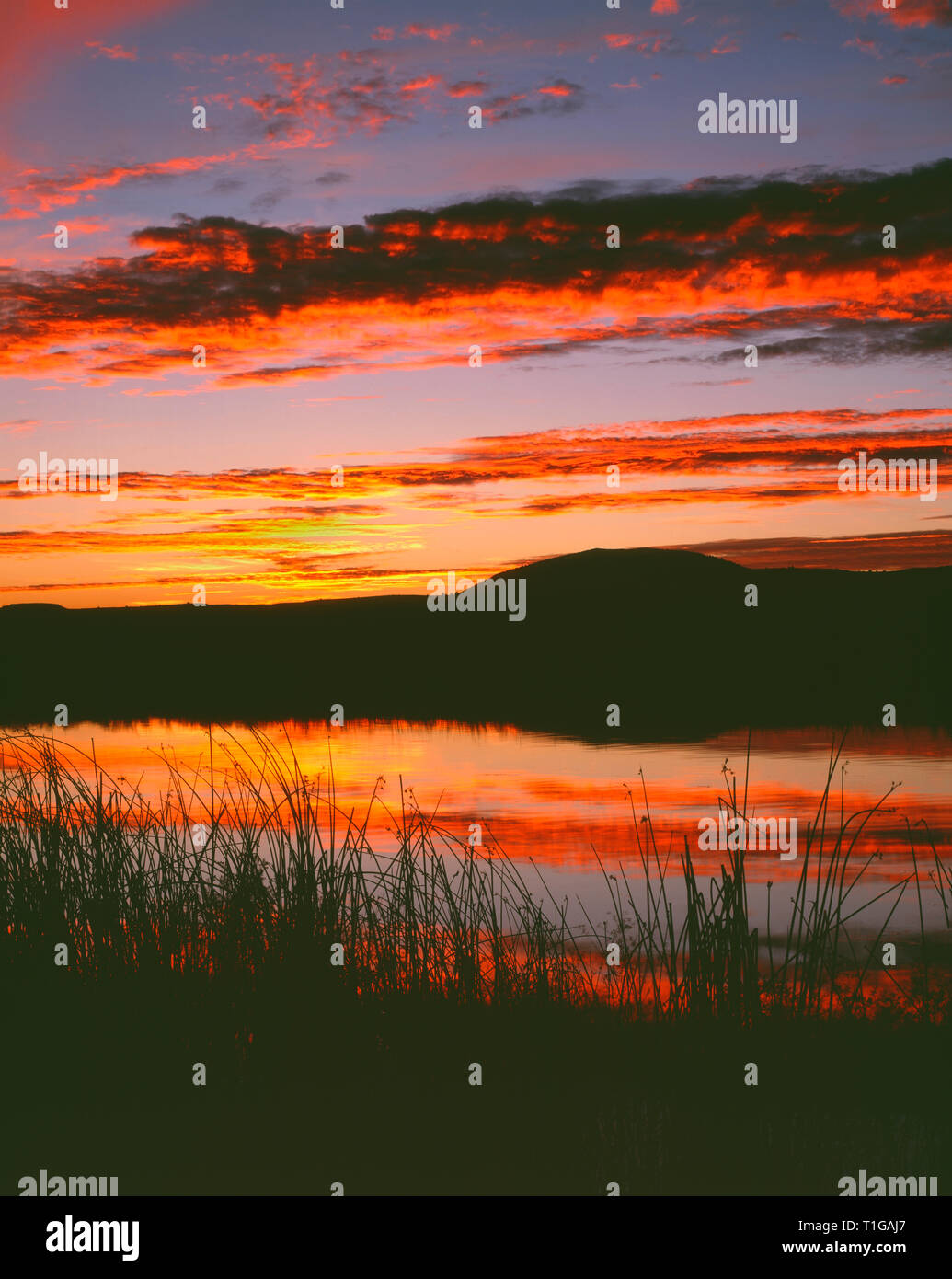 Cattails silhouette cattail hi-res stock photography and images - Alamy