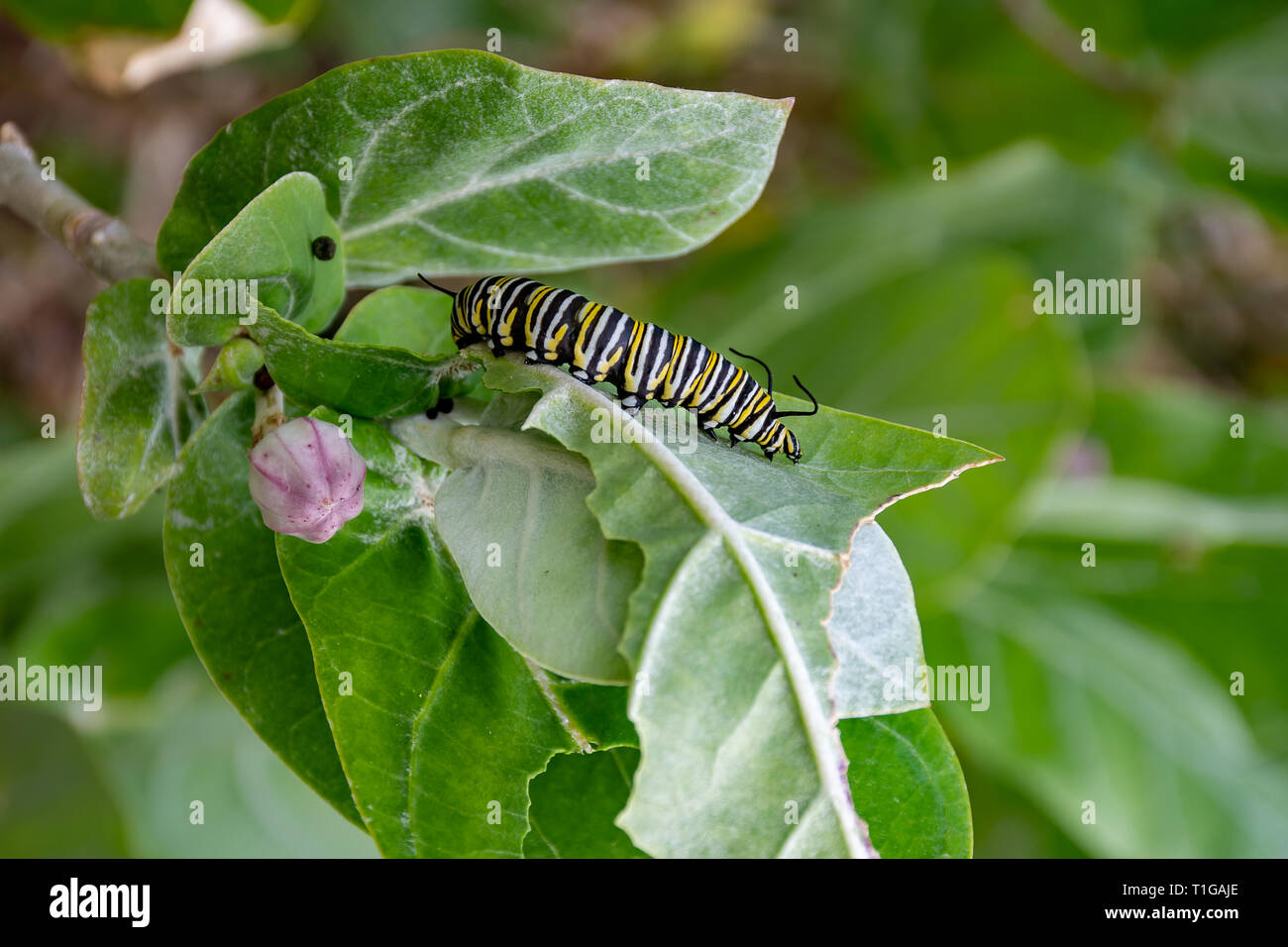 Monarch caterpillar inching along on a leaf Stock Photo - Alamy