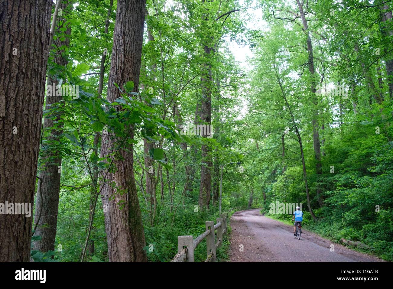 Wissahickon Valley Park with People Cycling on Forbidden Drive in ...