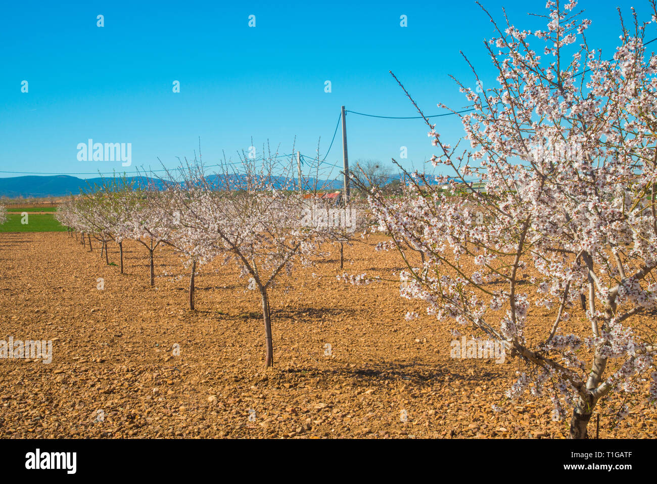 Almond plantation spain hi-res stock photography and images - Alamy