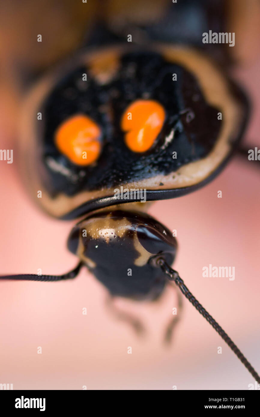 Cockroach little car Lucihormetica subcincta. Cockroach avtomobilchik ...