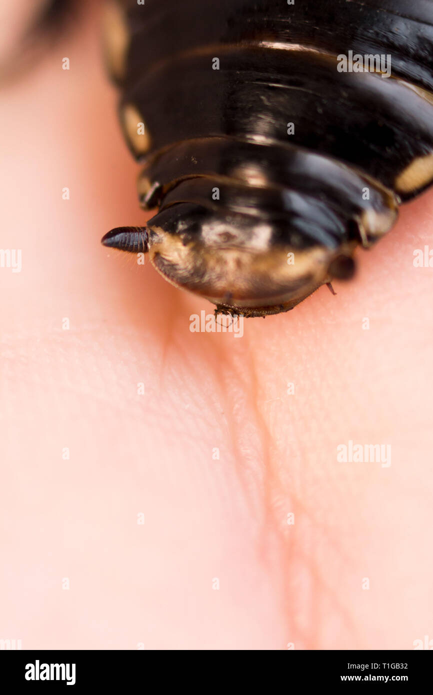 Cockroach little car Lucihormetica subcincta with orange spots ...
