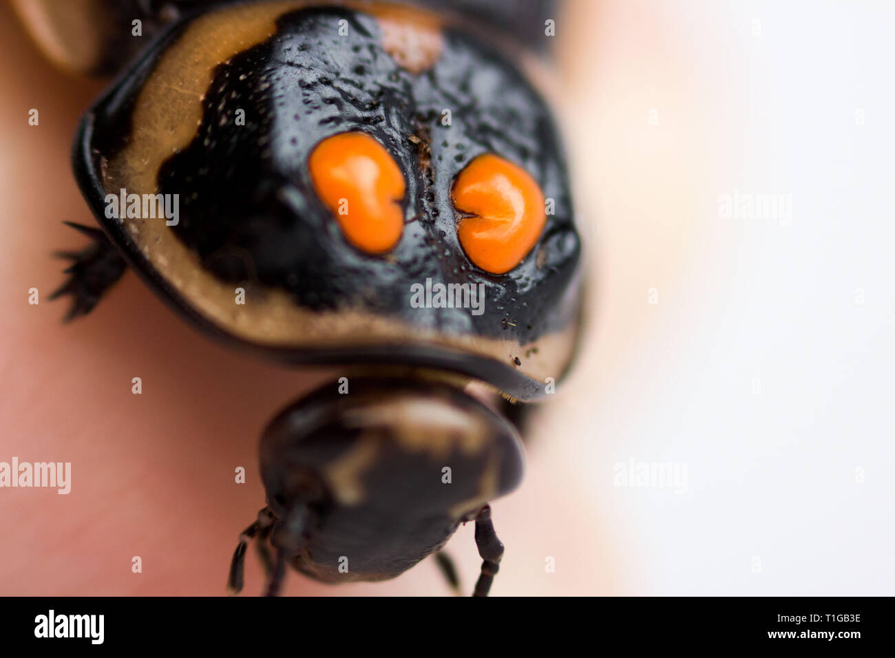 Cockroach little car Lucihormetica subcincta. Cockroaches ...