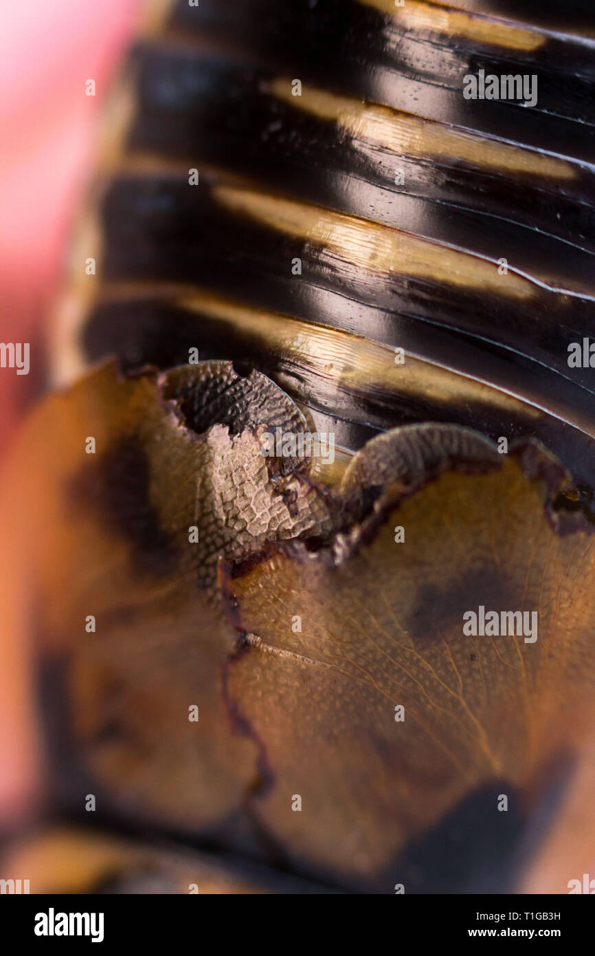 Cockroach little car Lucihormetica subcincta. Cockroach avtomobilchik ...