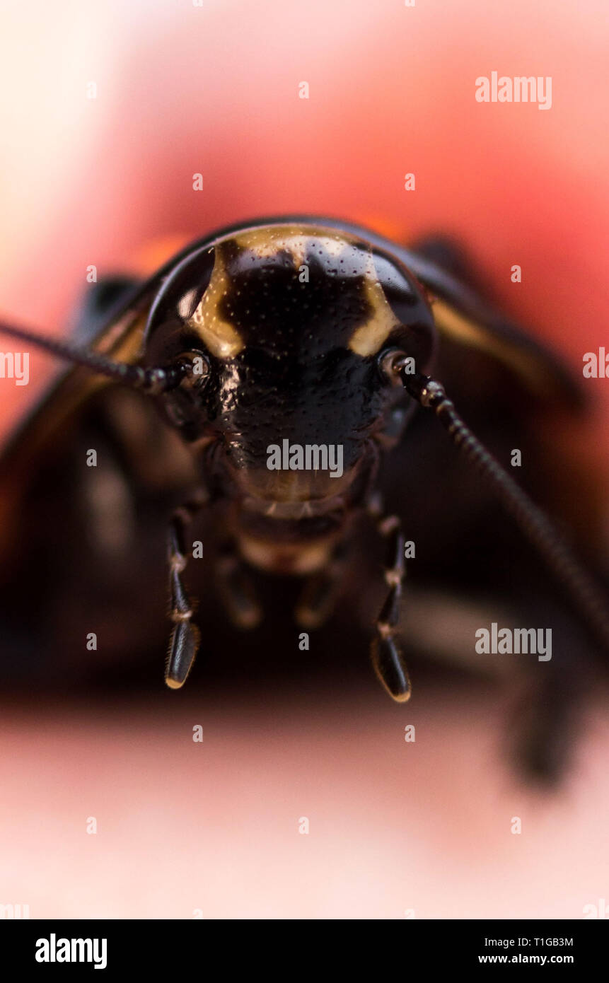 Cockroach little car Lucihormetica subcincta. Cockroaches ...