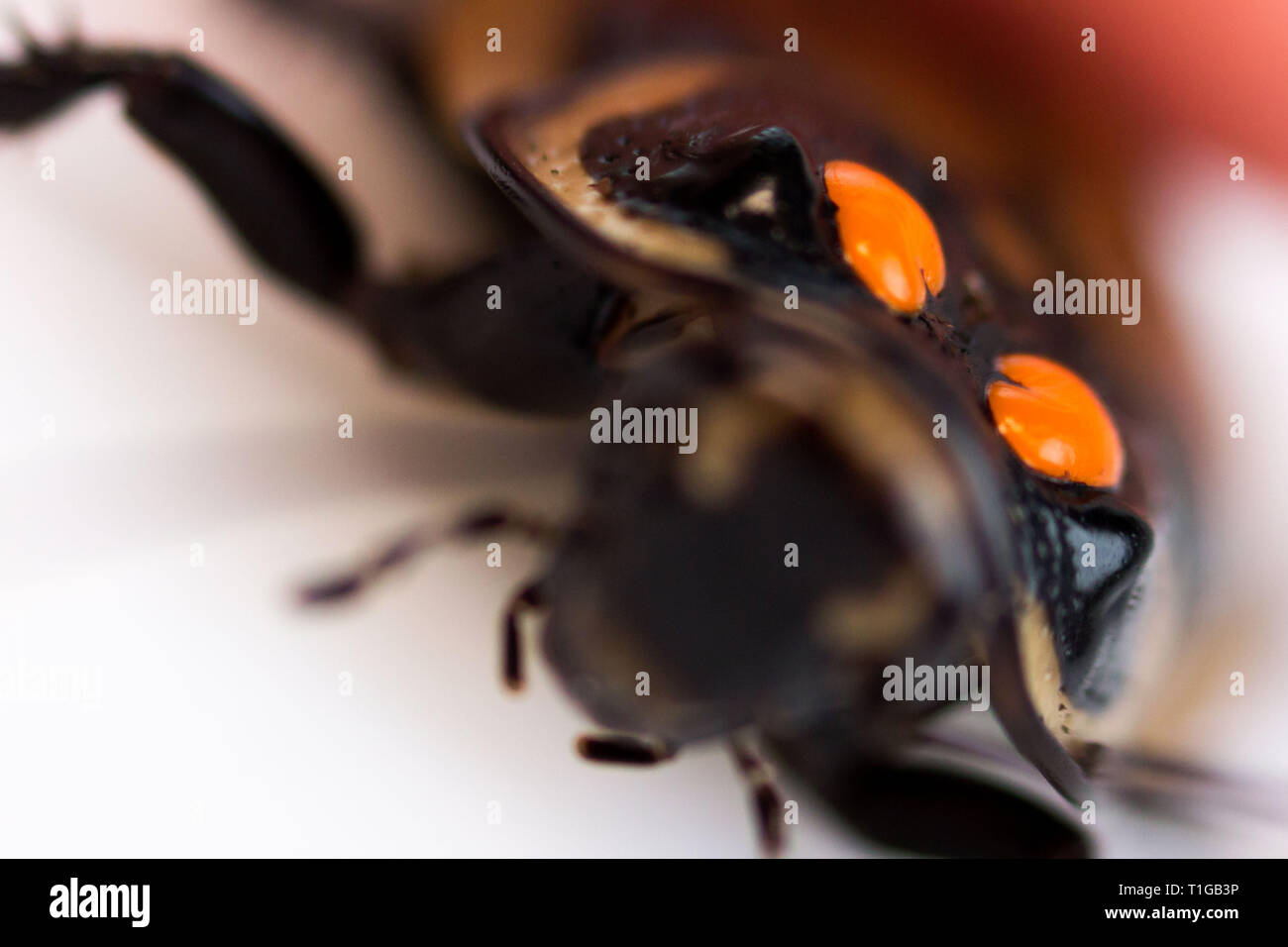 Cockroach little car Lucihormetica subcincta. Cockroaches ...