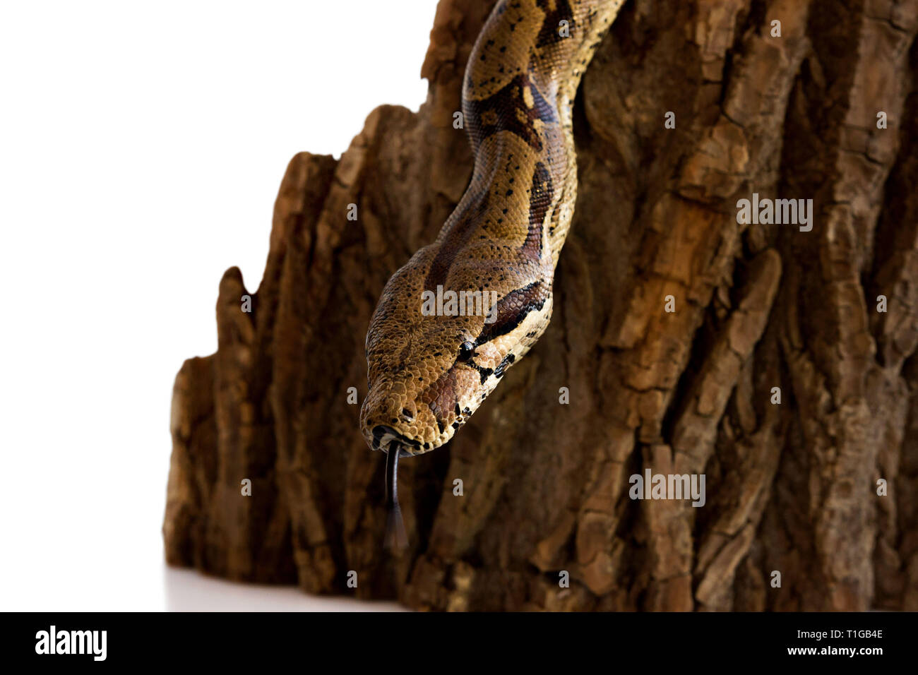 Constricting snakes hi-res stock photography and images - Alamy