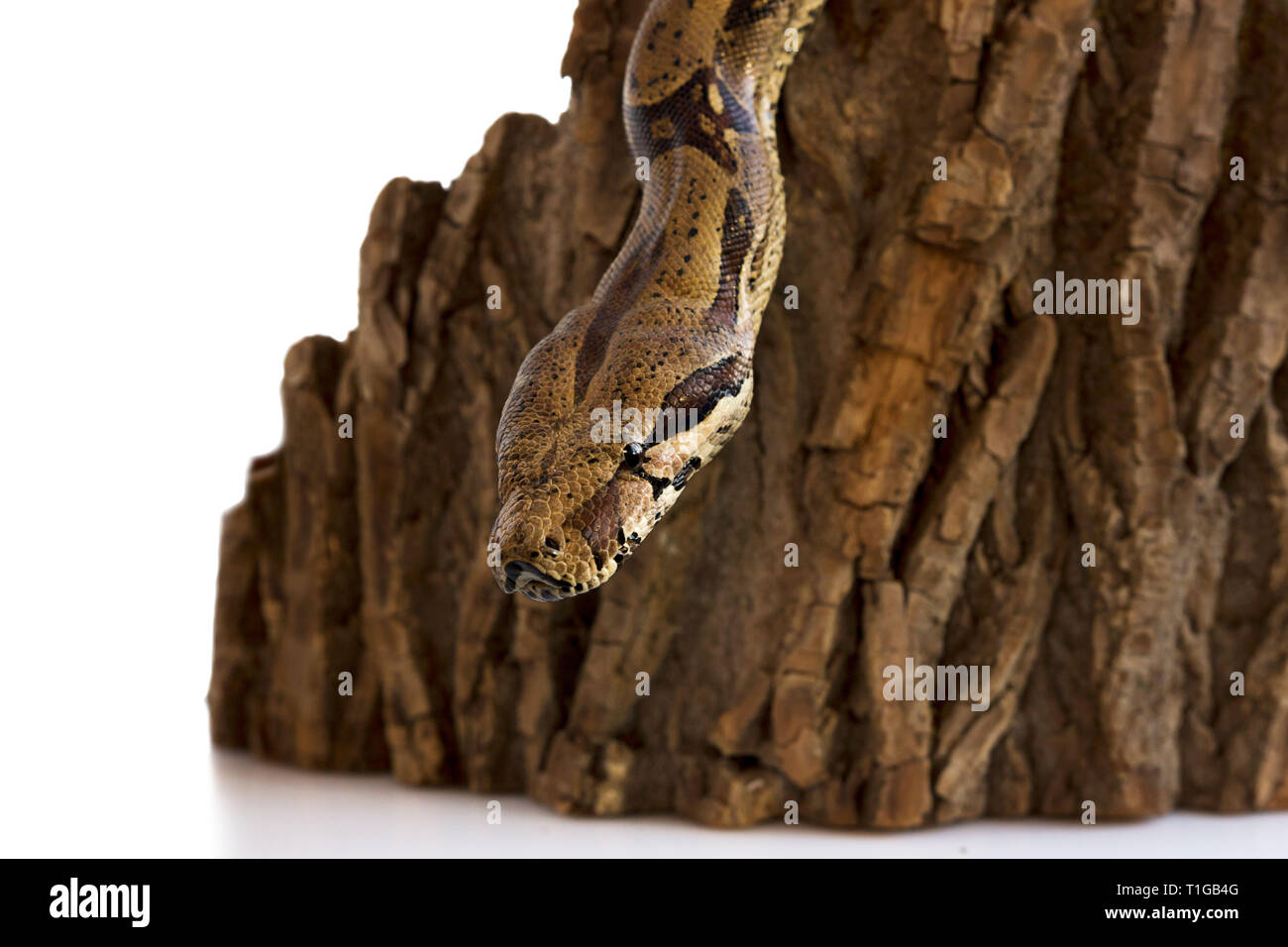 Constricting snakes hi-res stock photography and images - Alamy