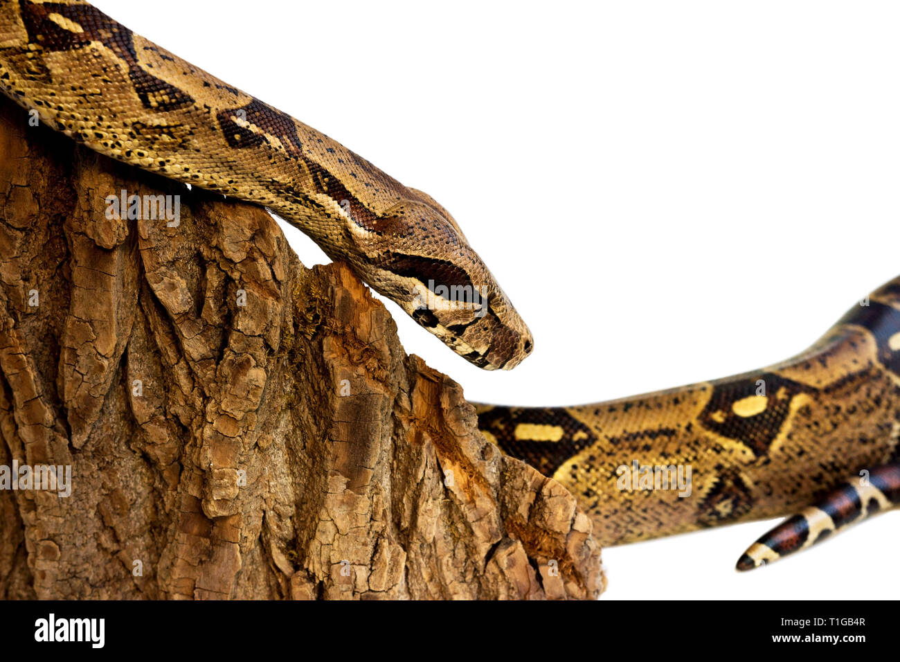 one-eyed snake boa constrictor slides on a wooden piece. visible ...