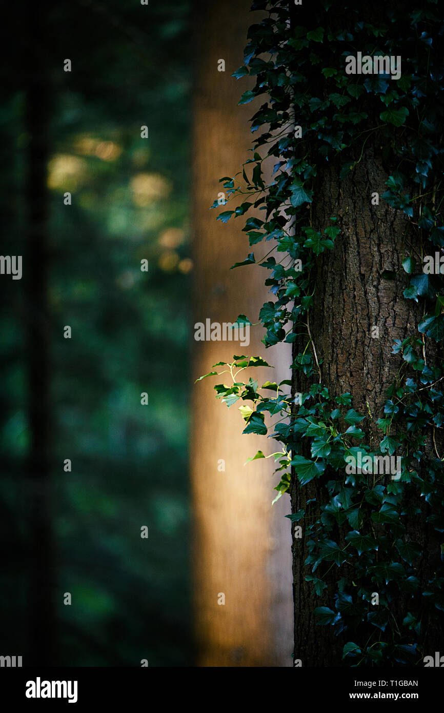 pine trees-basque country Stock Photo - Alamy