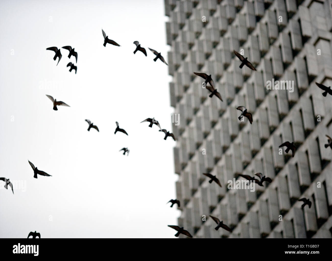 Flock of birds flying next to building Stock Photo - Alamy