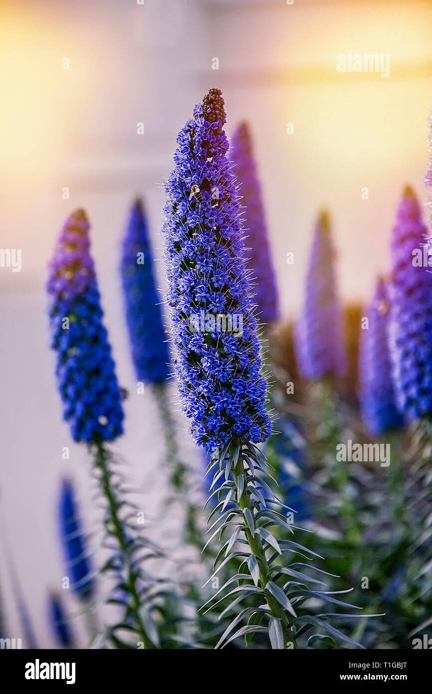 Echium candicans Otherwise known as Pride of Madeira in full bloom ...