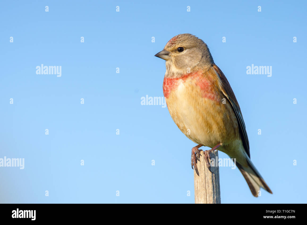 Pardillo comun hi-res stock photography and images - Alamy