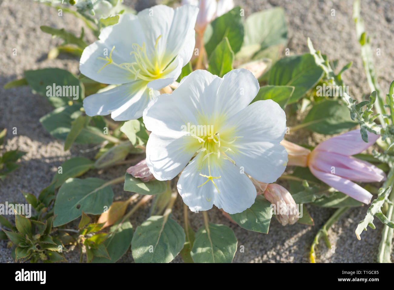 Dune Evening Primrose wildflower. Borrego Springs, California, USA ...