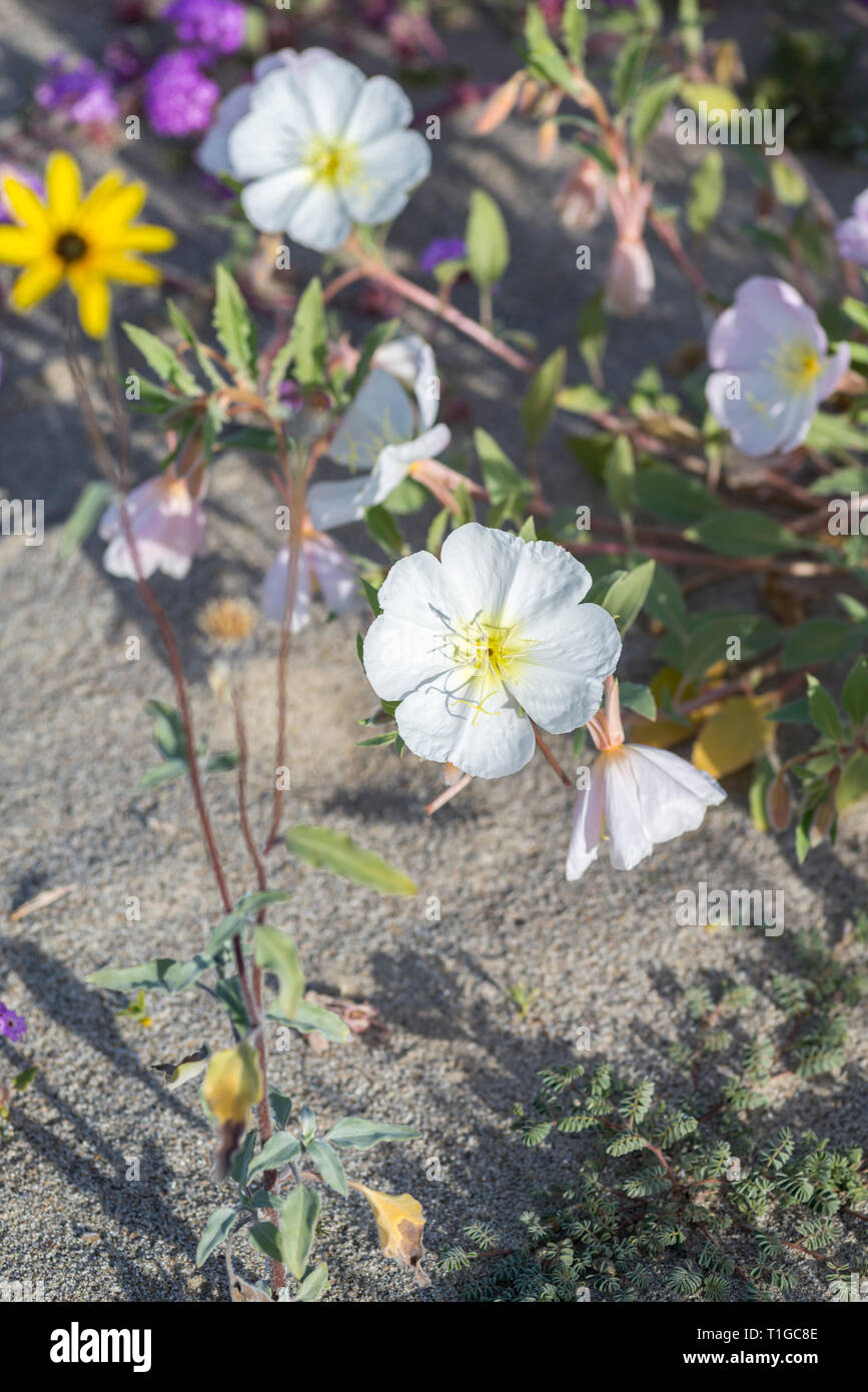 Desert State Park Dune Primrose High Resolution Stock Photography and ...