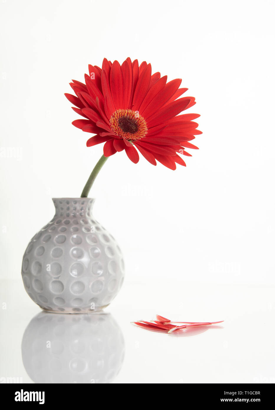 Still Life Photography Examples