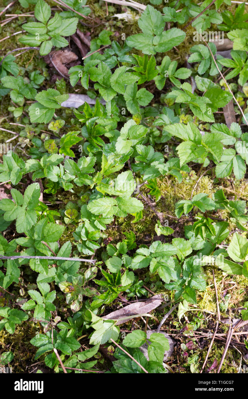 Ground elder hi-res stock photography and images - Alamy