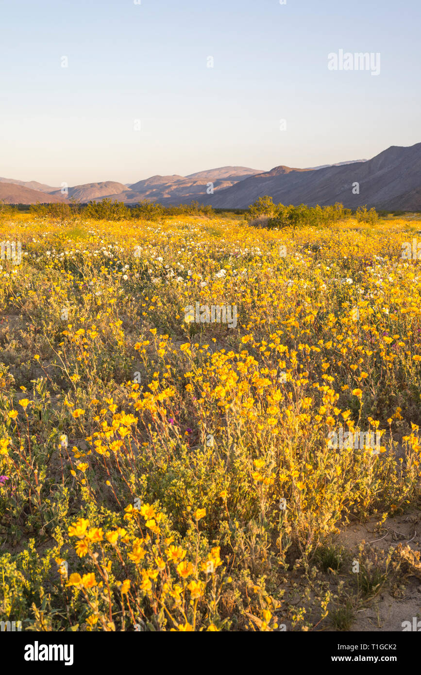 Canyon flowers hi-res stock photography and images - Alamy