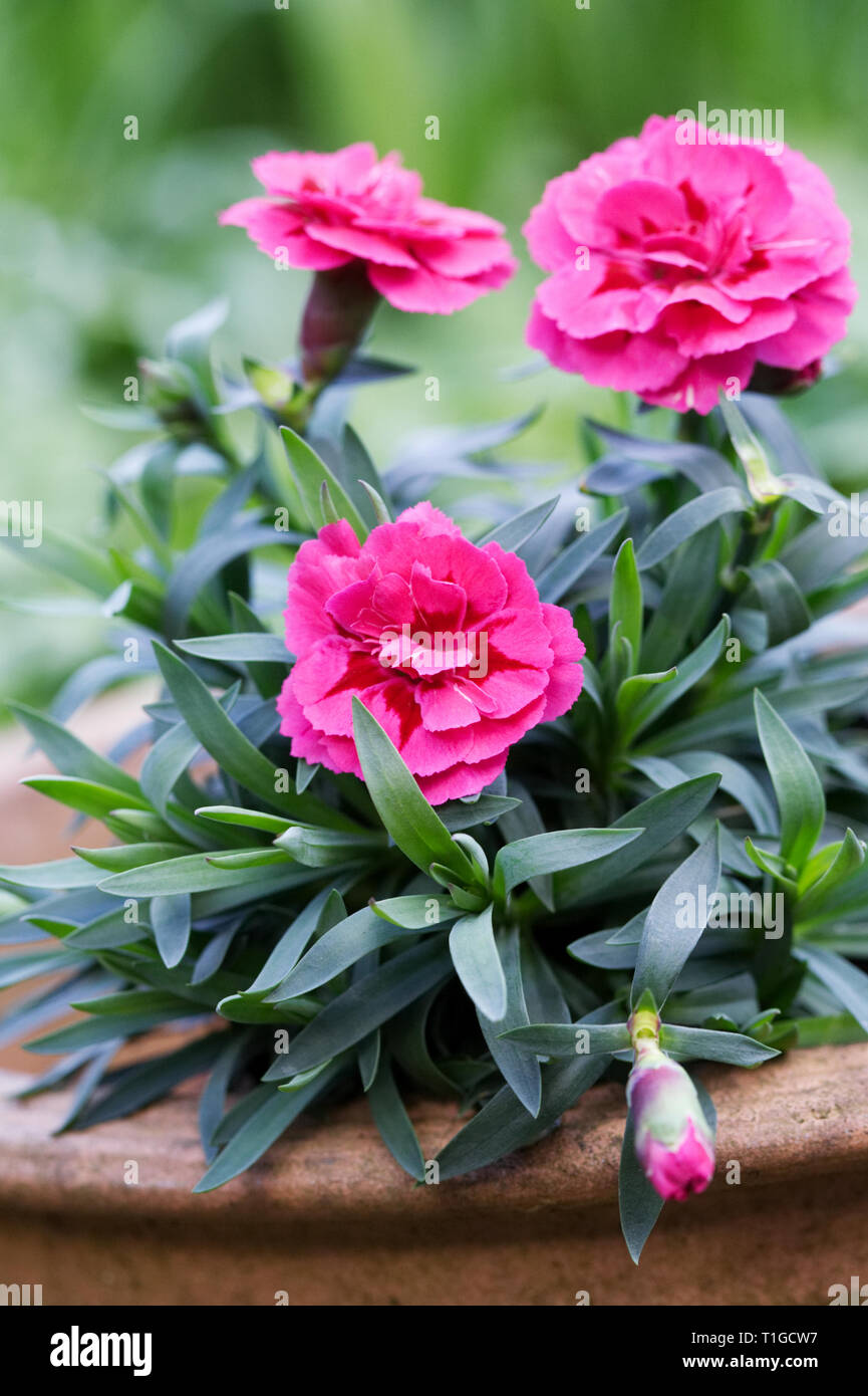 Dianthus flowers in Spring Stock Photo - Alamy