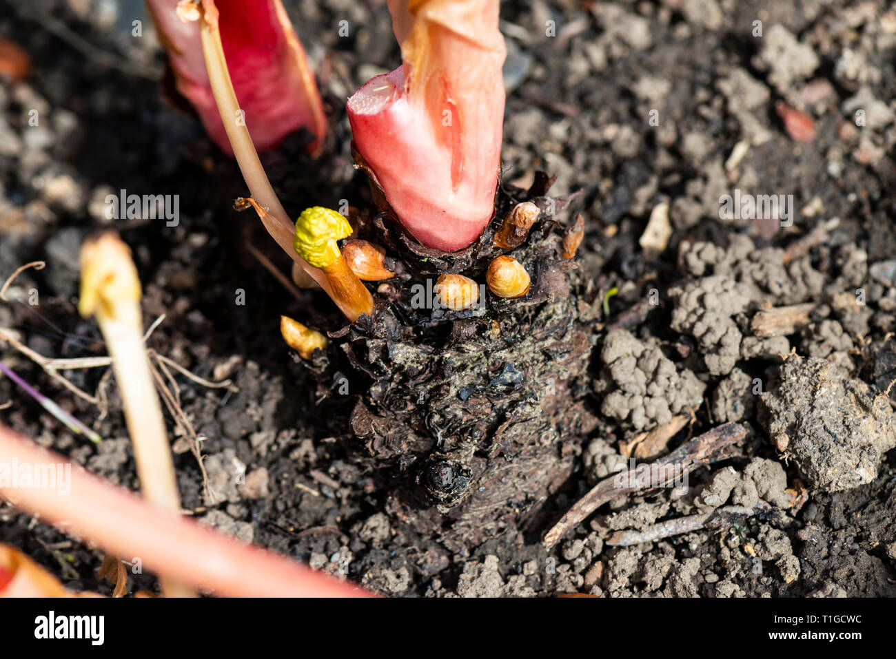 Rhubarb sprouting hi-res stock photography and images - Alamy