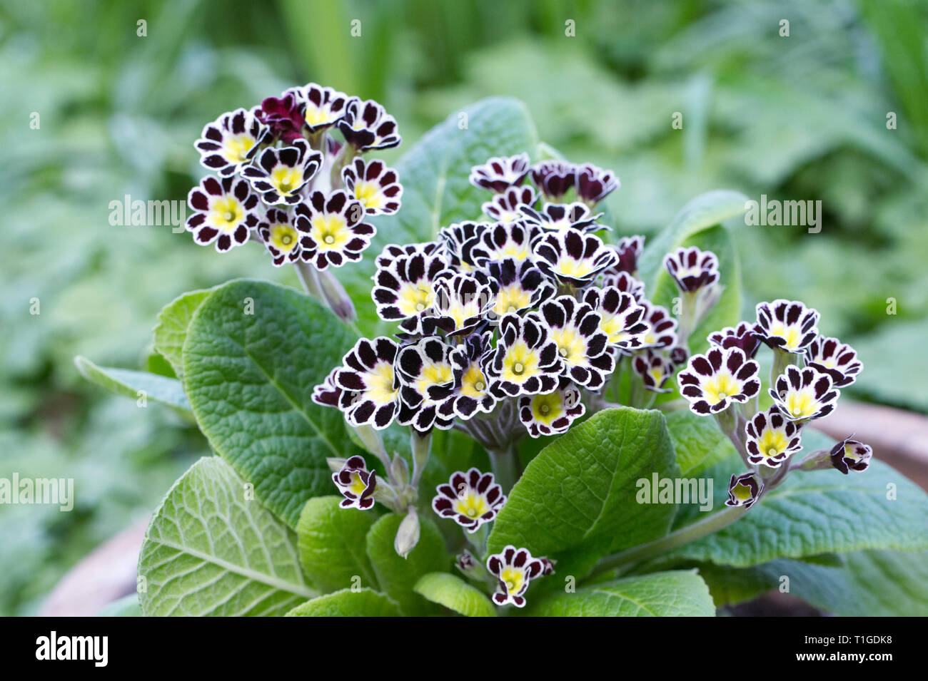 Polyanthus hi-res stock photography and images - Alamy