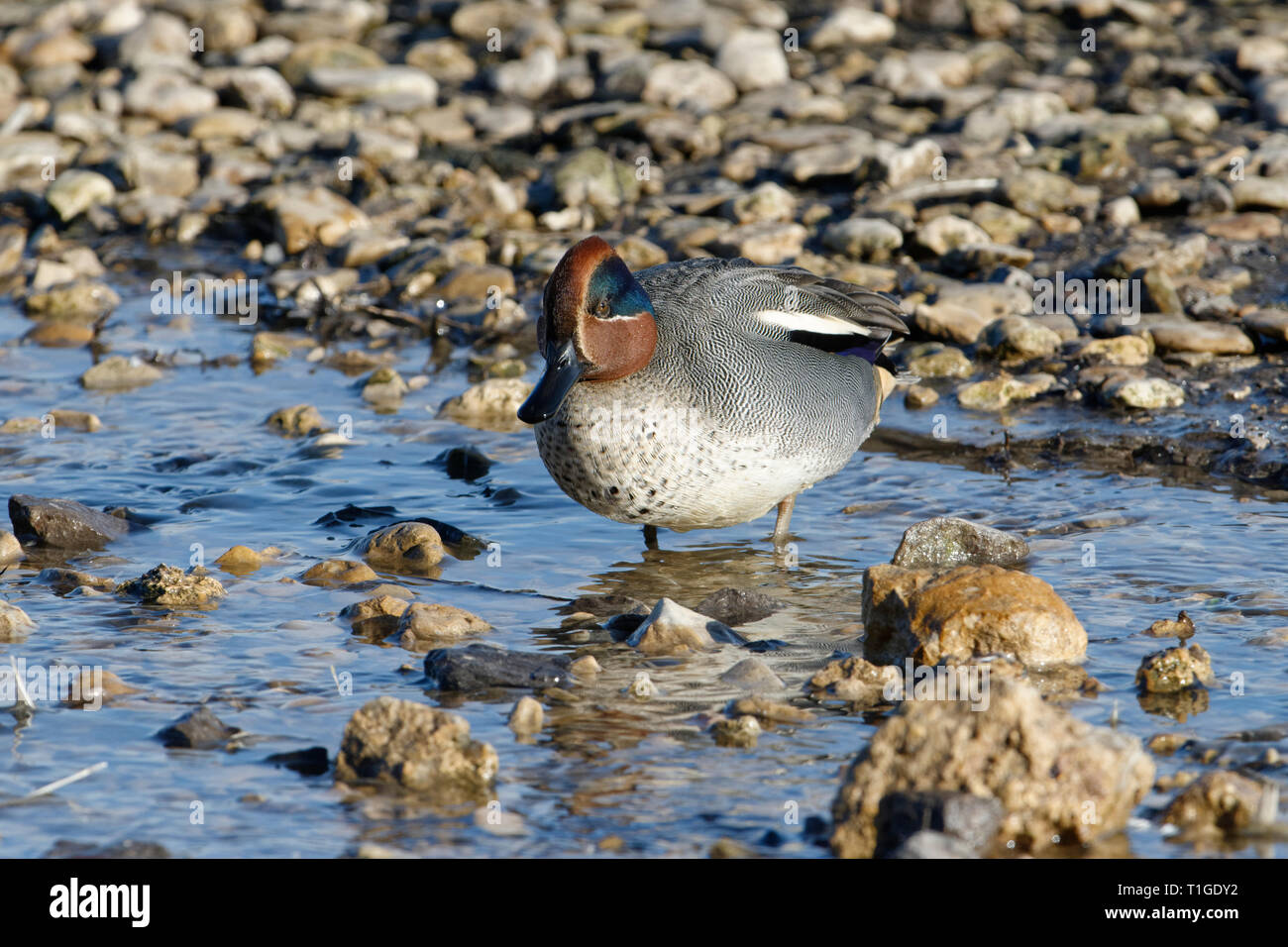 Common Teal Duck - Anas crecca Male standing in water Stock Photo - Alamy