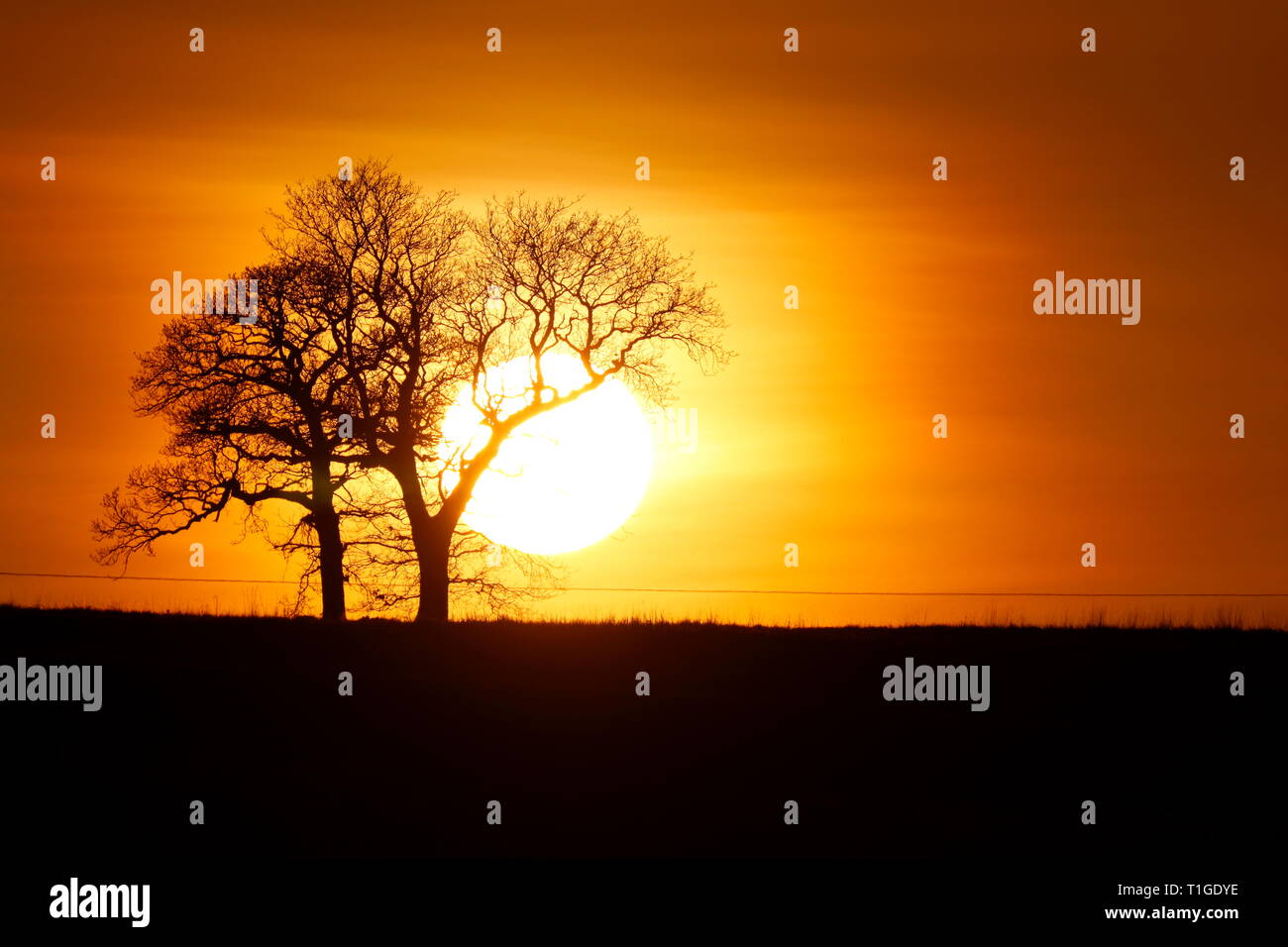 Glowing light behind trees hi-res stock photography and images - Alamy