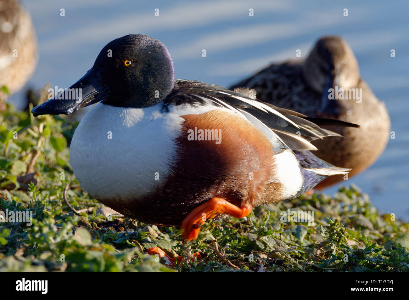Spatula duck bill hi-res stock photography and images - Alamy