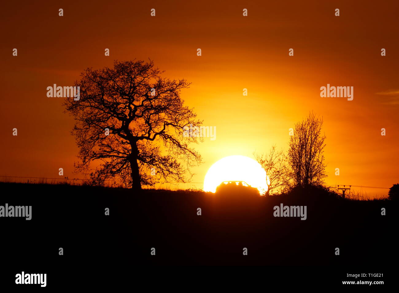 Setting sun and large tree hi-res stock photography and images - Alamy