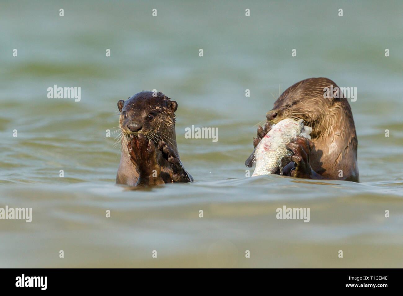Smooth coated otter eating freshly caught fish from the sea in ...