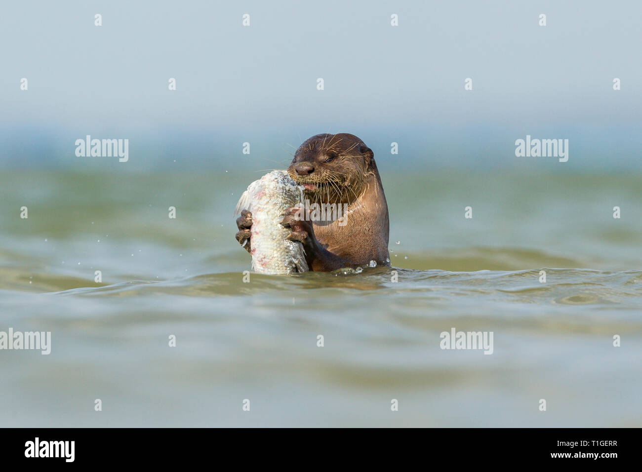 Smooth coated otter eating freshly caught fish from the sea in ...