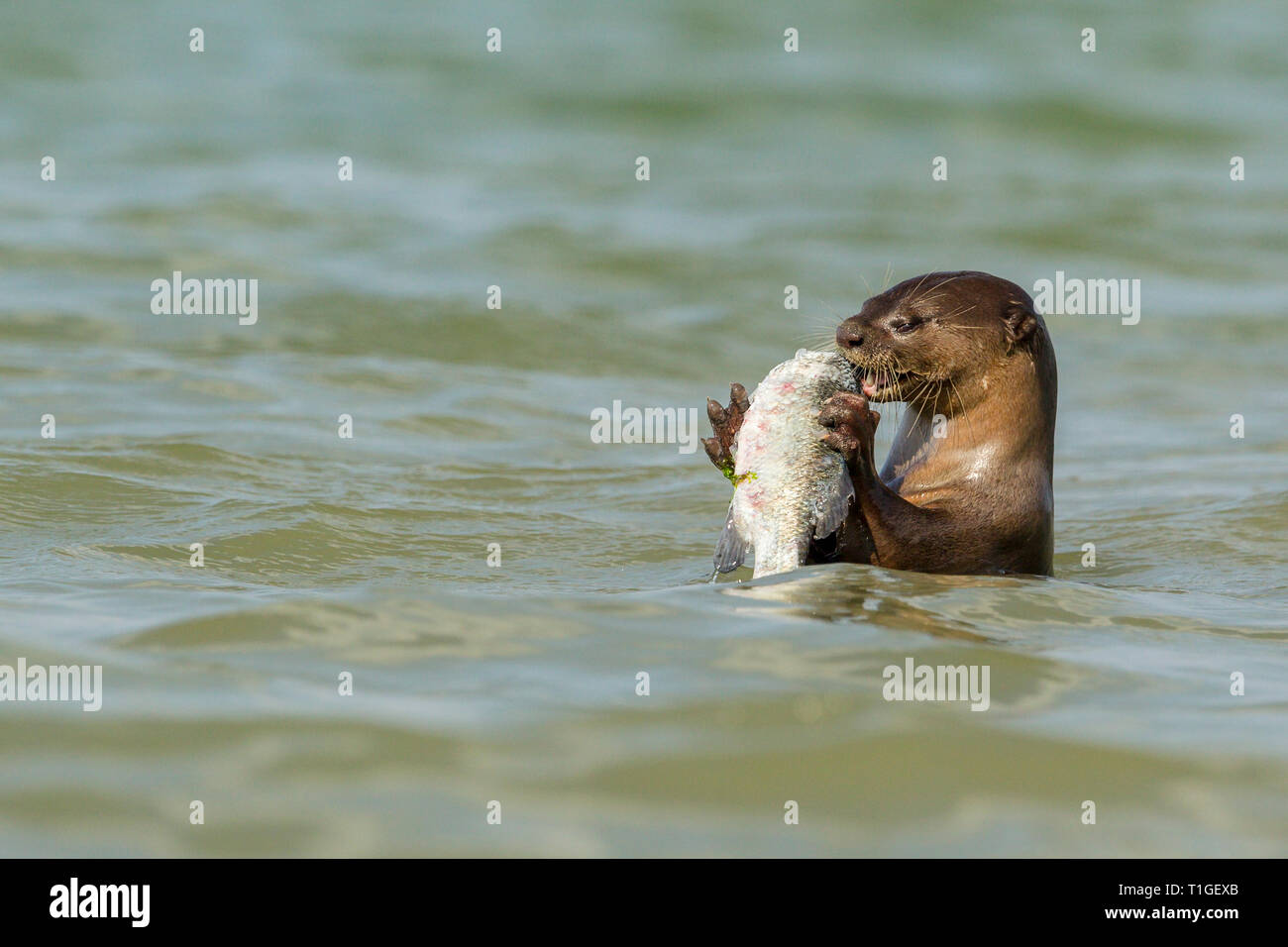 Smooth coated otter eating freshly caught fish from the sea in ...