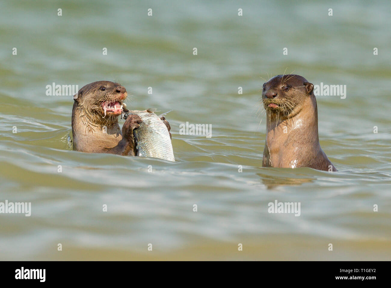 Smooth coated otter eating freshly caught fish from the sea in ...