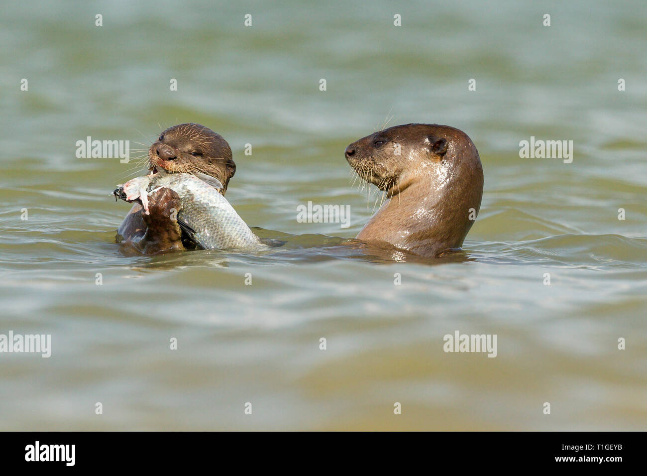 Smooth coated otter eating freshly caught fish from the sea in ...