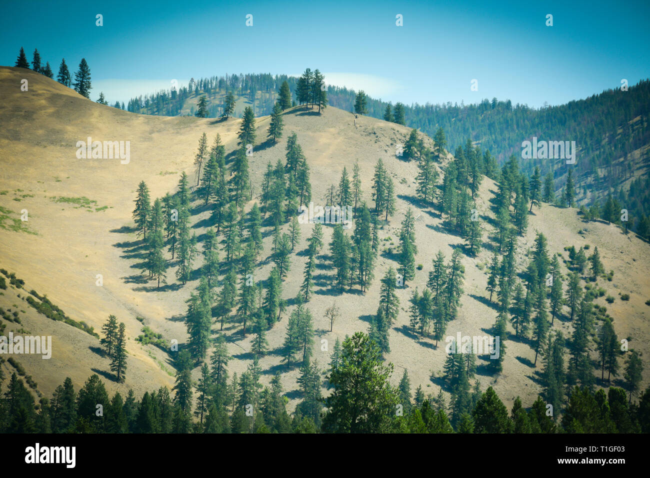 A view of a stark mountain with a scattering of pine trees in Western ...