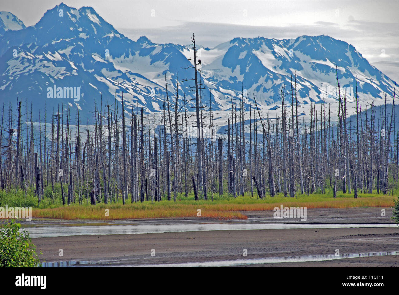 Dead Trees with Mountains in the Copper River Basin in Alaska Stock ...